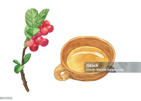 흰색 배경에 고립 된 카우베리 가지와 점토 컵 수채화 손 그리기 그림 식품 디자인 건강한 스타일 메뉴 인쇄에 적합합니다 0명에 대한 스톡 벡터 아트 및 기타 이미지 Istock