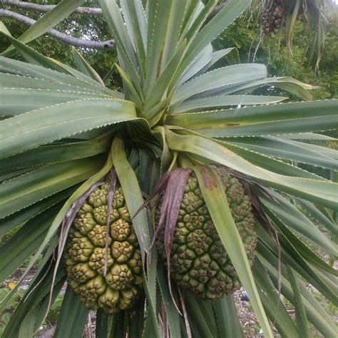 Kewra Pandanus Odoratissimus