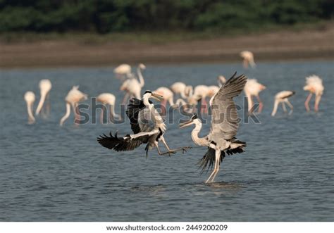 Predatory Adaptation Photos Images And Pictures Shutterstock