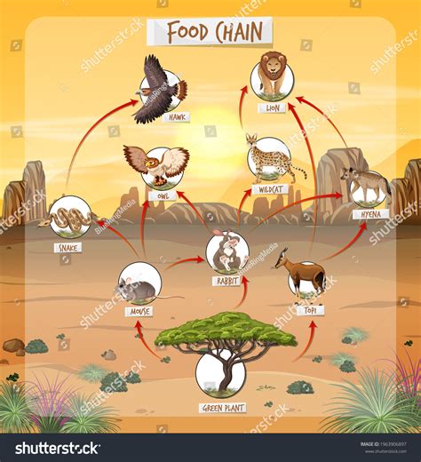 Food Chain Diagram Concept On Forest Stock Vector Royalty Free