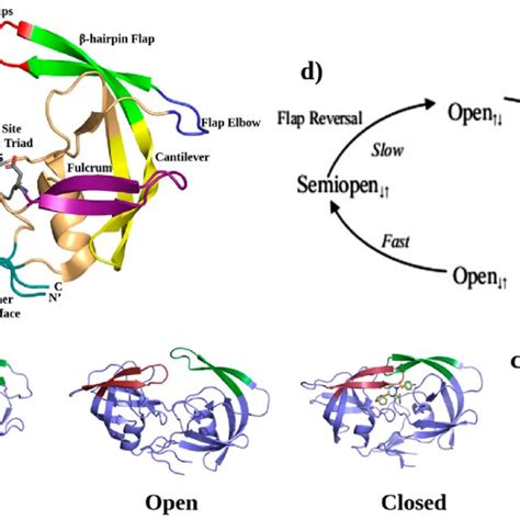 Structure Of Hiv Protease A Functionally Relevant Regions Are Shown Download Scientific