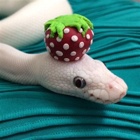 Strawberry Snek Scrolller Strawberry Snek Scrolller