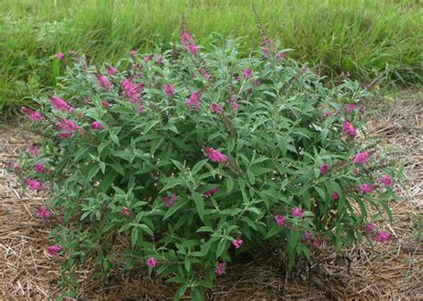 Buddleiamissruby5537 Proven Winners