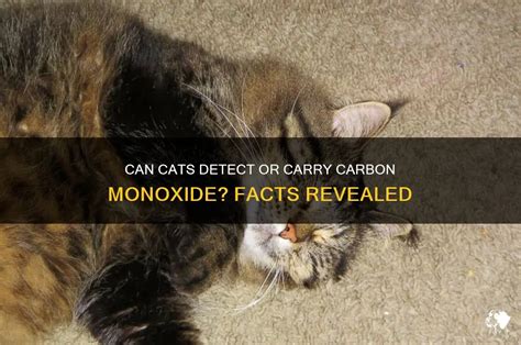Can Cats Detect Or Carry Carbon Monoxide Facts Revealed Petshun