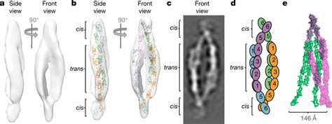 Cpcdh γb6 Ectodomains In Solution Assemble As A Dimer Of Dimers Through