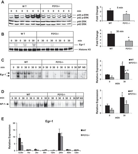 P2y2 Purinergic Receptor Activation Is Essential For Efficient Hepatocyte Proliferation In