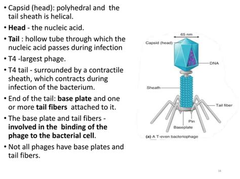 Virus Structure PPTX