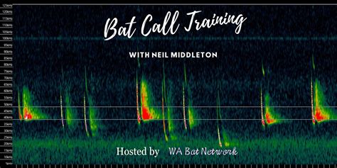 Acoustic Bat Call Training With Neil Middleton The Fundamentals