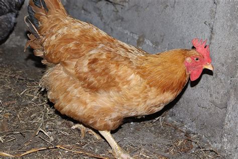 Scots Dumpy Chicken Breed History Characteristics Temperament And Comb Type Grow Chicken