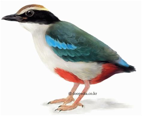 222 On Twitter 팔색조 포켓몬 이름이 아니예요 8ㅁ8 우리나라에선 전라도 제주도 진도 등에서만 서식하는 데다가 경계심도 많아 쉽게 볼 수 없는 새랍니다