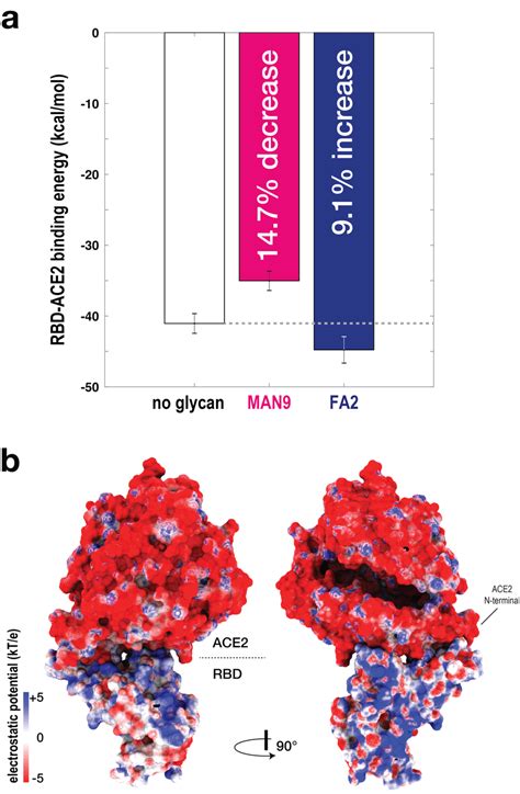 Rbd Ace2 Binding Affinity Is Glycan Dependent A To Evaluate The
