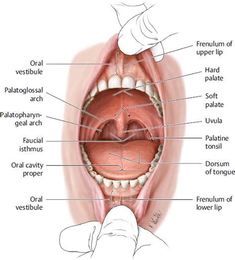Mucobuccal Fold