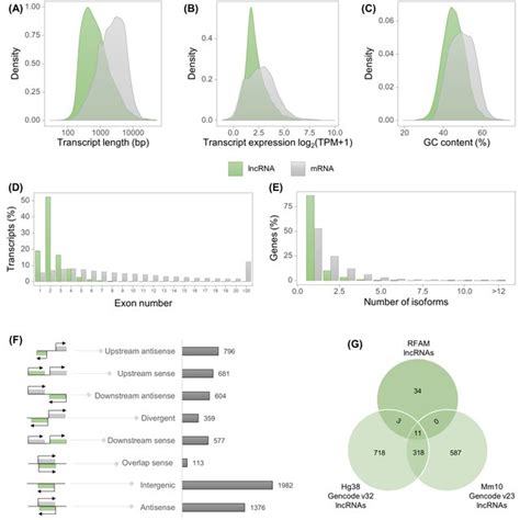 Comparison Of Lncrna Transcripts To Annotated Protein Coding Genes Download Scientific Diagram