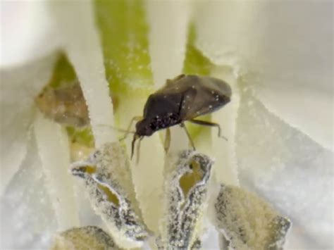 Orius Insidiosus Beneficial Insects For Cannabis Plantsman