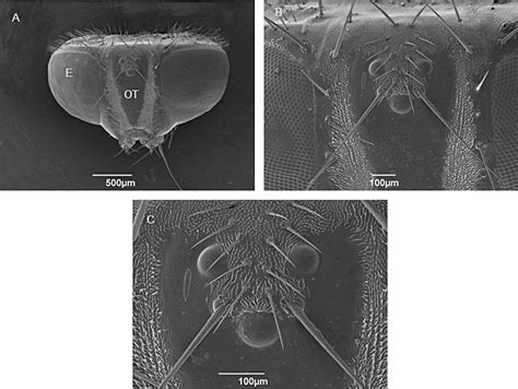 Scanning Electron Micrographs Of Features On The Head Of Adult Female Download Scientific
