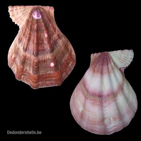 Swiftopecten Swifti 5 De Donder Shells