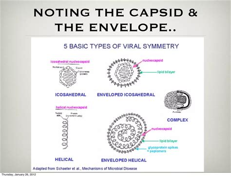 Virus Structure Classification Replication Pdf Genetics Science