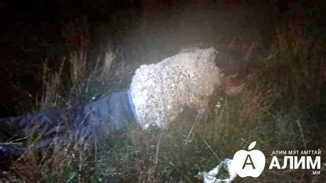 Хүн амины хэрэгтэн хонины нэхий нөмрөн шоронгоос оргох гэж байгаад баригджээ