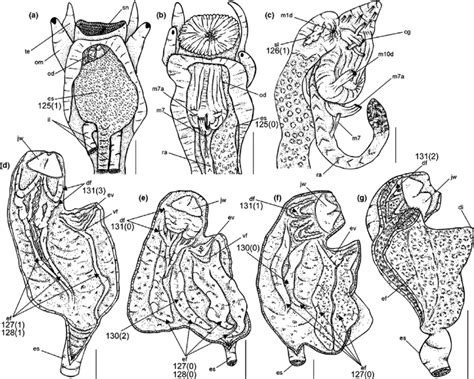 Mid And Foreguts Of Selected Trochoid Species With Associated Digestive