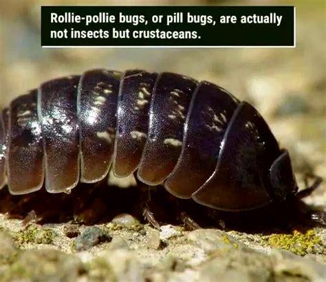 The Pill Bugs Are Also Called Rollie Pollie Bugs Album On Imgur