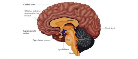 The Suprachiasmatic Nucleus Adapted And Published Under The Creative