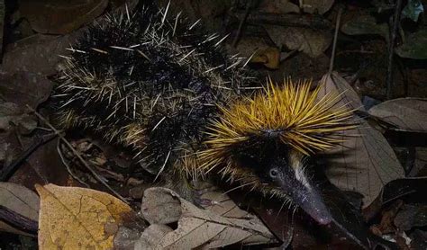 Lowland Streaked Tenrec Facts Distribution And Population Biodb