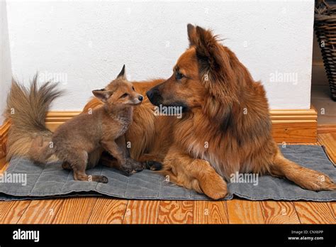 Red Fox Puppies