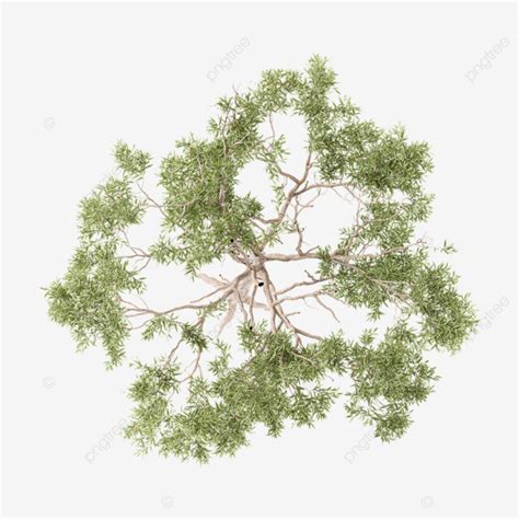 3d Rendering Of Eucalyptus Tree Top View Plant Isolated Background