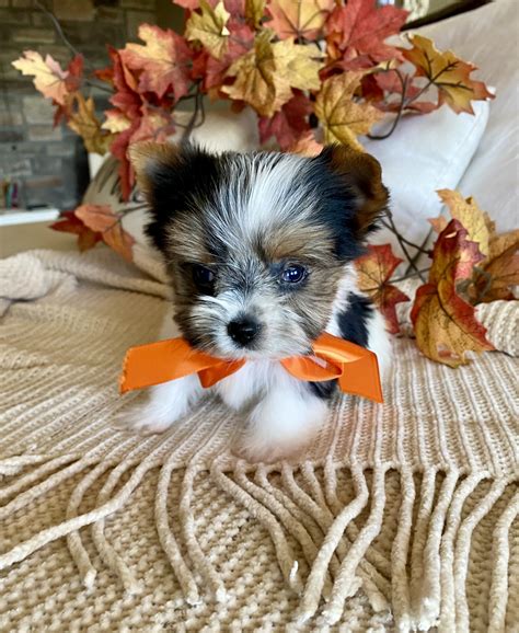 Sofia Contented Puppies Paradise