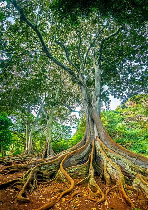 Buildings And Attractions Trees That Are Canon In Jurassic Park