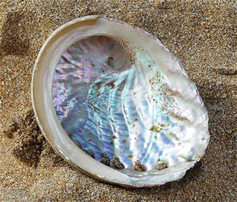 Abalone Shell Structure