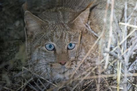 Chinese Mountain Cat Chinese Mountain Cat Also Known As C Flickr