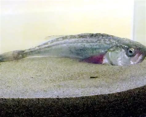 Pacific Sandfish Facts Diet Habitat And Pictures On Animaliabio