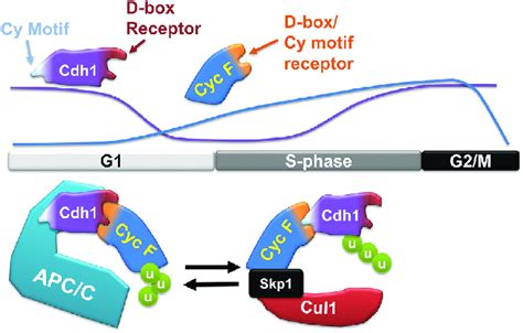 A Model Depicting The Interplay Between Apc C Cdh1 And Scf Cyclin F Download Scientific Diagram