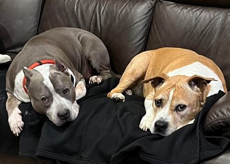 Love This Perfect Pair Of Pibbles Rpitbulls