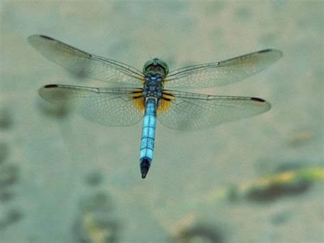 Dragonfly Facts And Symbolism Artofit
