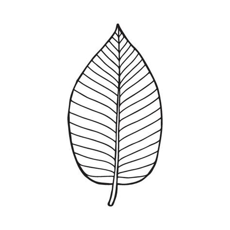 20 Kratom Leaf Vector Stock Illustrations Royalty Free Vector
