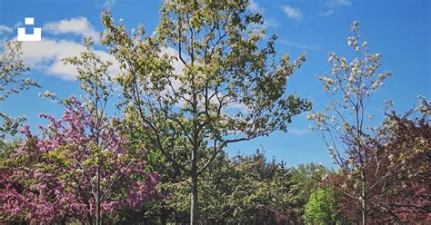 푸른 하늘 아래 꽃과 나무가 가득한 들판 사진 Unsplash의 무료 바깥 이미지