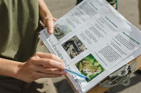 Western Boreal Toad Project — Sageland Collaborative