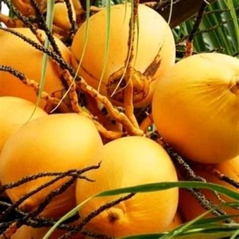 Degan Buah Kelapa Muda Gading Oren Kuning Utuh 1 Biji Fresh Segar Lazada Indonesia