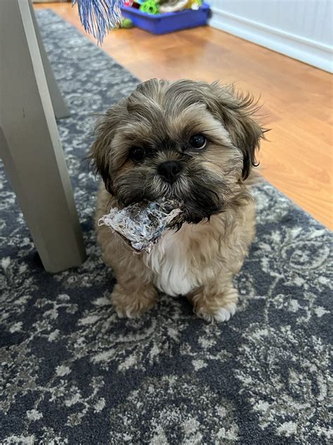 Tiny Tiger And His Conscience By Gizmo01 Gizmo R Crashbandicoot