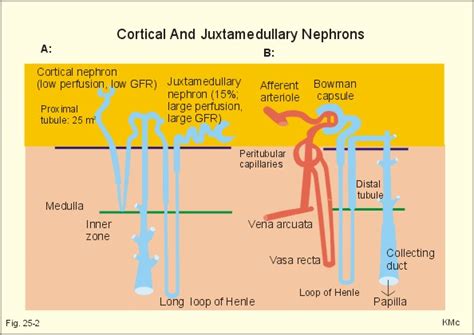 Juxtamedullary Nephrons