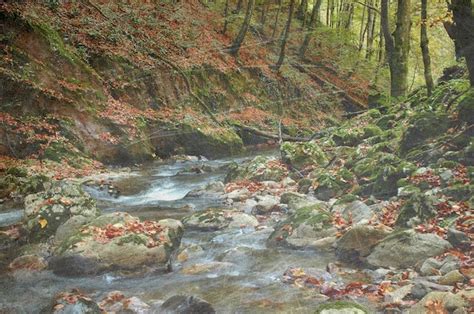 Premium Photo Vintage Autumn Forest
