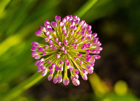 Flower Allium Pink - Free photo on Pixabay - Pixabay