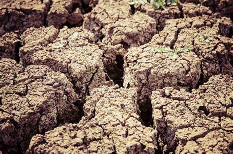 Is Clay Soil Good For Plant Growth The Facts Simplify Gardening