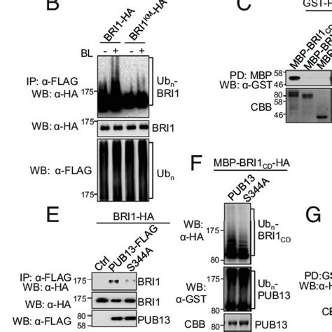 Libo Shans Research Works University Of Michigan Ann Arbor U M And Other Places