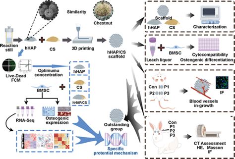 Chestnut Inspired Hollow Hydroxyapatite D Printing Scaffolds Accelerate Bone Regeneration By