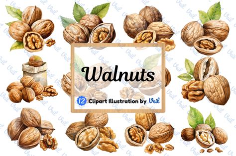 Walnuts Clipart Watercolor Bundle Graphic By Veil · Creative Fabrica