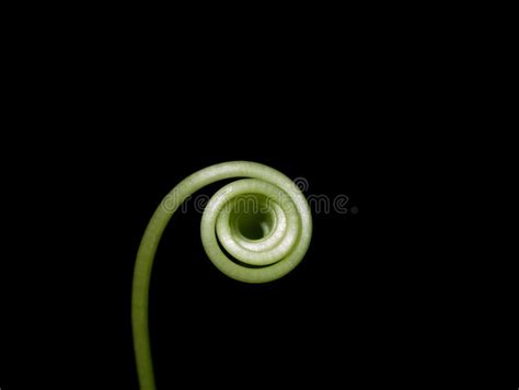 The Root Components Of The Coccinia Grandis Stock Photo Image Of