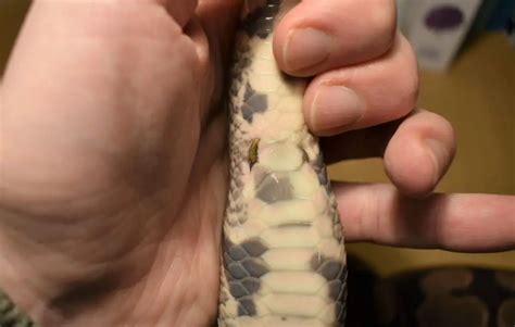 How Do You Tell If A Ball Python Is Male Or Female Ball Python